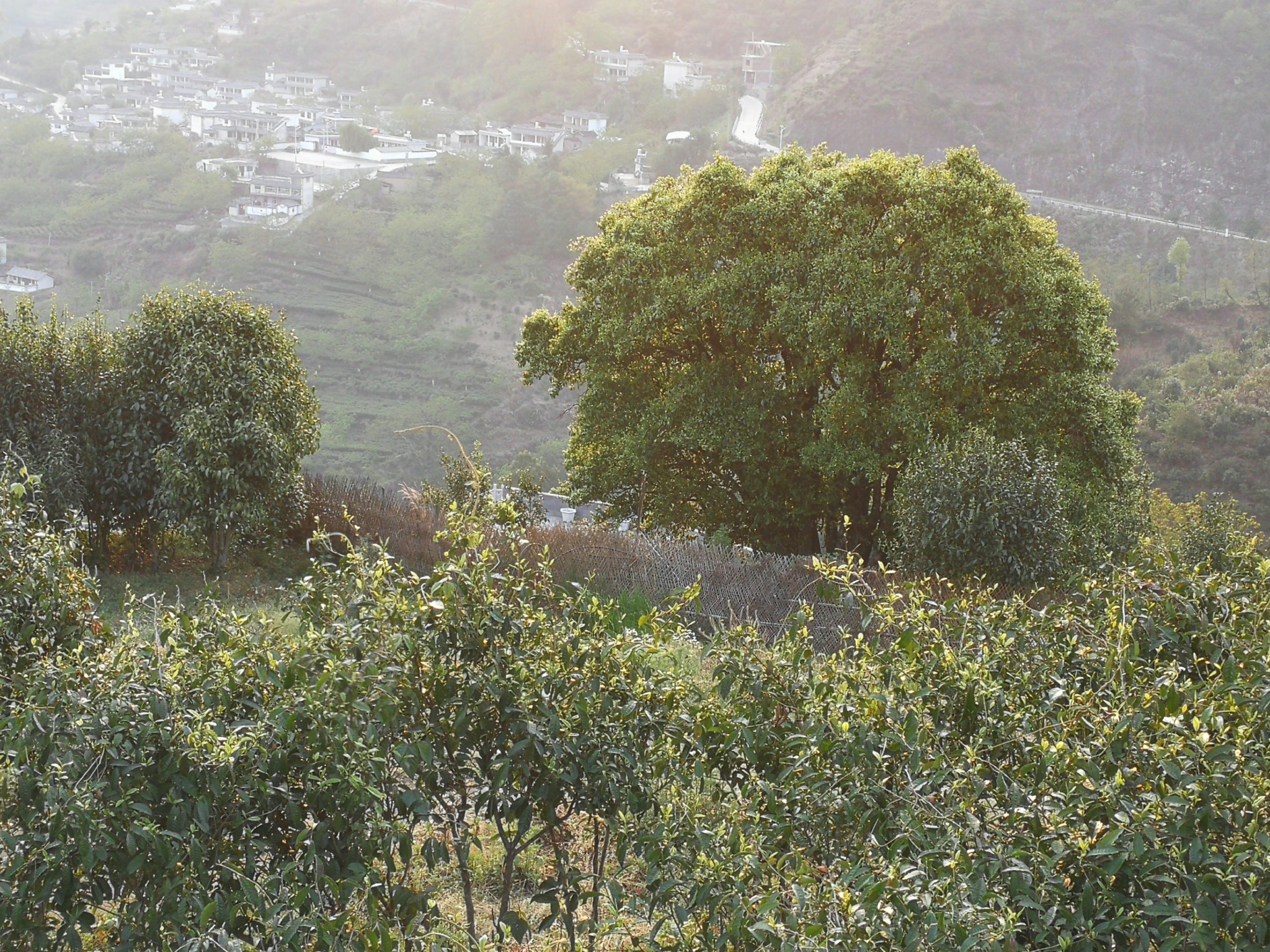 The Science and Healing Benefits of Tea Tree Essential Oil – A Complete ...